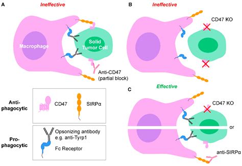Cd47 Sirpα Checkpoint Disruption In Metastases Requires Tumor Targeting Antibody For Molecular