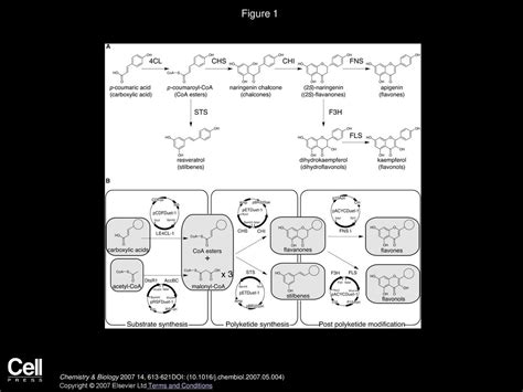 Synthesis Of Unnatural Flavonoids And Stilbenes By Exploiting The Plant Biosynthetic Pathway In