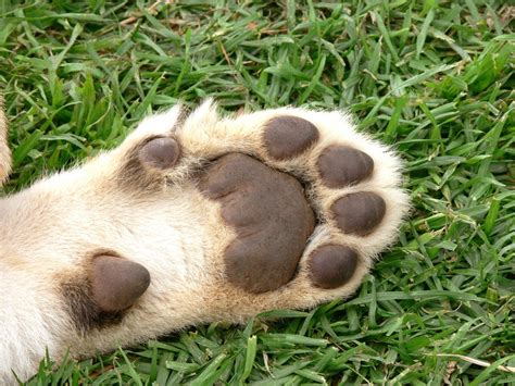 Treating Paw Pad Injuries First Aid Courses Herts Beds Bucks Berks