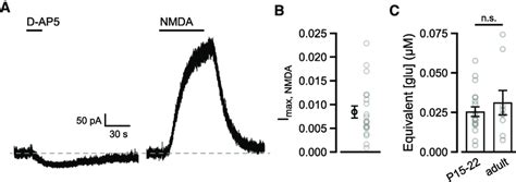 Standing Nmdar Mediated Current In Msns Reflects Nanomolar Glutamate Download Scientific