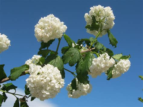 Viburnum Opulus Roseum V O Sterile Gorini Piante