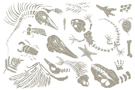 Fish Fossil Drawing