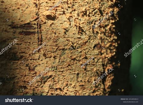 Seamless Tree Bark Background Brown Texture Stock Photo 2212654013 Shutterstock