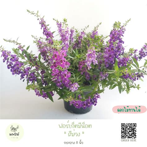 แวววิเชียร ดอกฟอร์เก็ตมีน็อตไทย Forget Me Not กระถาง 8 นิ้ว ต้นแข็งแรง ฟอร์มสวย ดอกบานตลอดปี
