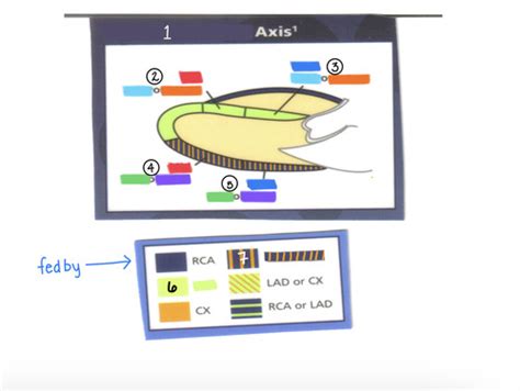 Echo Wk 11 Flashcards Quizlet