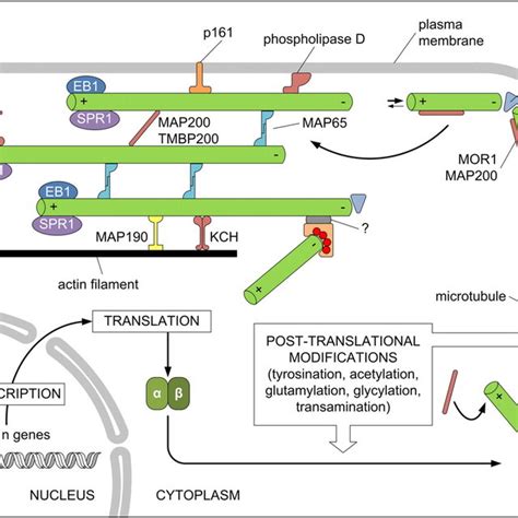 Speculative Activity Of Post Translational Modifications And MAPs