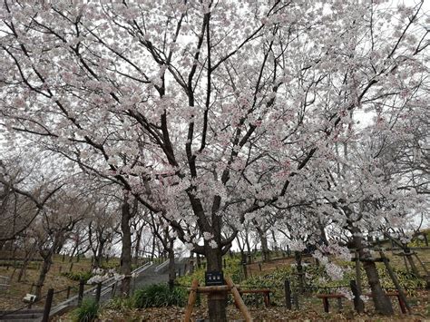 大須ブログ on Twitter 東山動植物園桜の回廊なう 河津桜オオカンサクラコヒガンサクラが満開で見頃 東山公園 名古屋