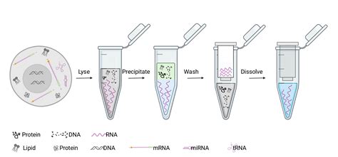 RNA Purification Procedure BioRender Science Templates