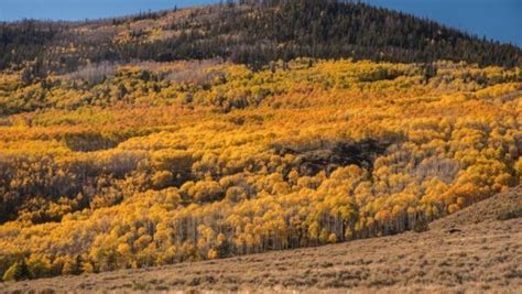 Saving Pando The Fight To Protect The Worlds Largest Living Thing
