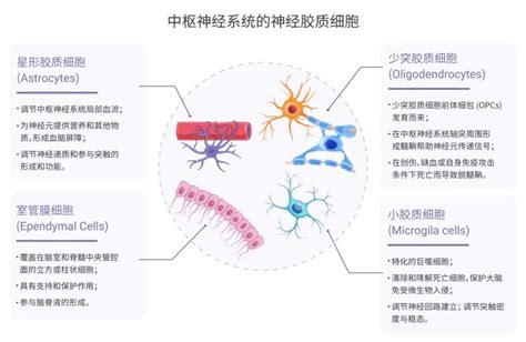 小胶质细胞仅仅是神经系统内的“配角”？ Medchemexpress 脉脉