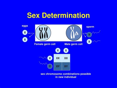 PPT Lecture Genetics And Heritable Disease PowerPoint Presentation ID