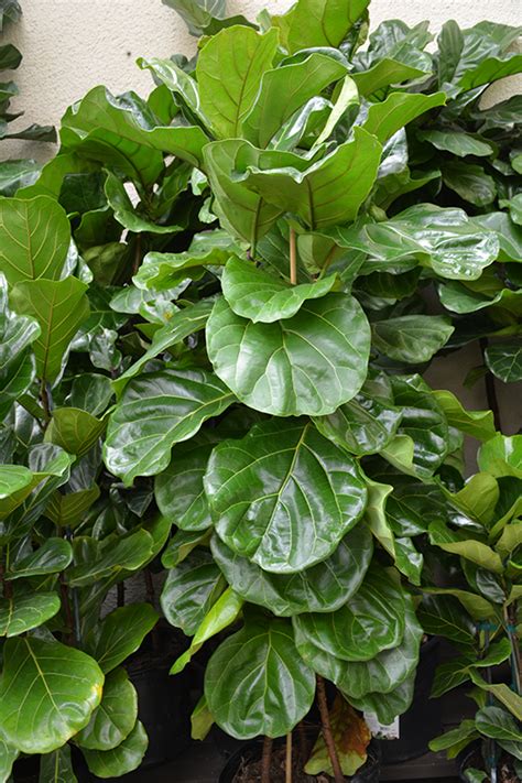 column fiddle leaf fig ficus lyrata column in davidsonville maryland md at homestead gardens