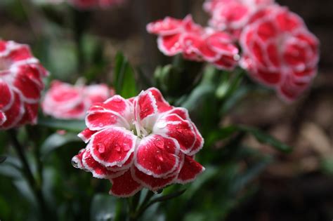 1 000개 이상 무료 카네이션 및 꽃 사진 Pixabay