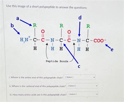 Solved Use This Image Of A Short Polypeptide To Answer The