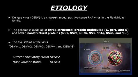 Dengue Etiology Pathogenesis Clinical Features And Management Ppt