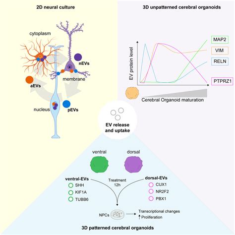 Extracellular Vesicle Mediated Trafficking Of Molecular Cues During