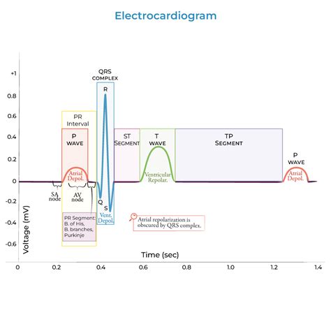 Electrocardiogram Diagram