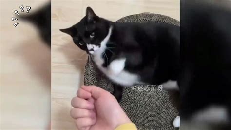 搞笑猫咪视频高清1080p在线观看平台腾讯视频