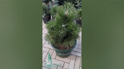 🌲Сосна Тумберга Тандерхед | Telegram: https://t.me/love_is_hvoiny ...