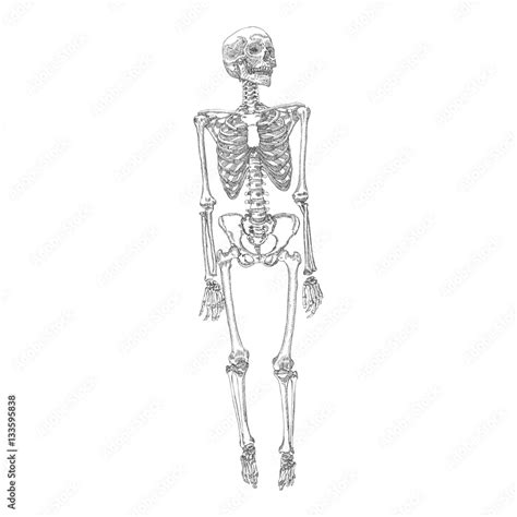 Human Bones Skeleton Standing Drawing With Arms Legs Skull Vector