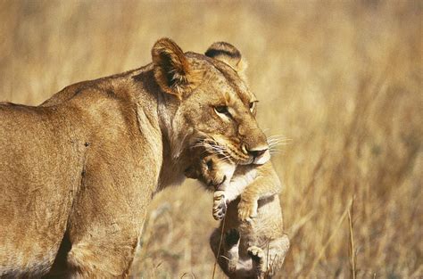 Lioness Carrying Cub In Its Mouth Photograph By Mary Beth Angelo Fine Art America