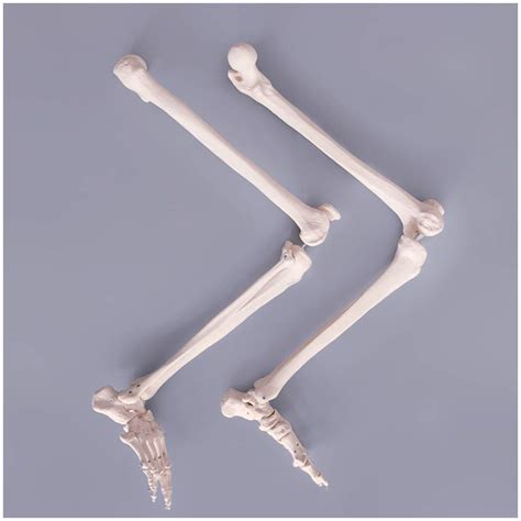 Buy Dbscd Lower Limb S Model Life Size Lower Limb Model Anatomical