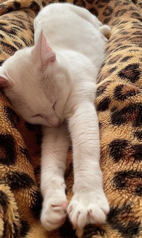 ねこぱんち店長 on Twitter 昨日マリーちゃんの譲渡が成立しました 若くして出産し子育で一時はボロボロになってしまったマリー