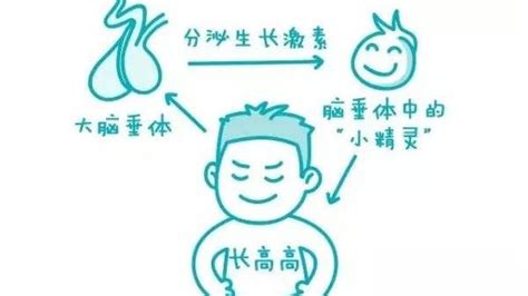 正确认识生长激素 凤凰网