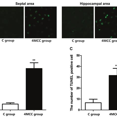 Detection Of The Number Of Apoptotic Cells In Each Group Via Tunel Download Scientific Diagram