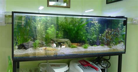 Axolotl Aquarium Setup Ideas