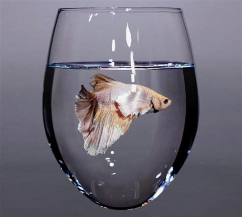 유리잔에 담긴 물고기 유머이슈 Yuldo