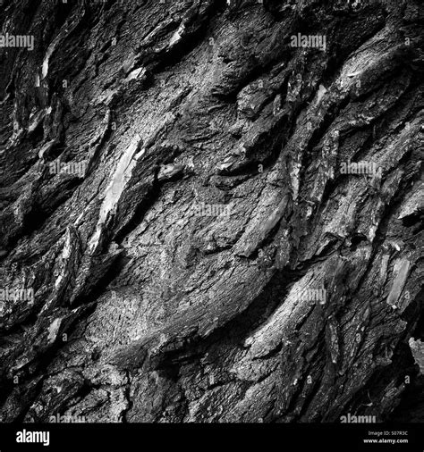 Tree Bark In Black And White Stock Photo Alamy