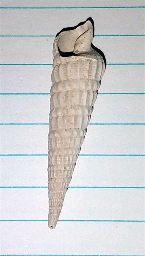 Auger Shell Gastropods The Fossil Forum