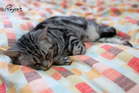 고양이의 편안한 잠