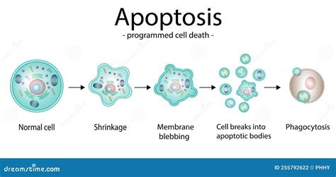 Apoptosis Programmed Cell Death The Natural Process Of Cell Death