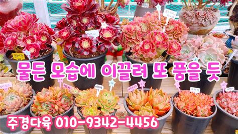 240524📍주경다육 안젤리나 그레슬린 핑크여왕 핑크마녀철화 파나메라 레드엘샤 메두사 웨딩드레스 수미미티 Youtube