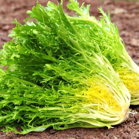 500 Seeds Endive Green Ruffec Frisee Heirloom Seeds