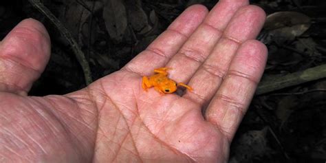 Conoce A Las Adorables Mini Ranas