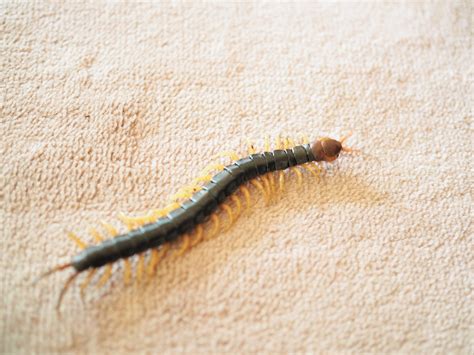 ムカデの駆除方法とは効果的な対処方法を徹底解説 工具男子新聞