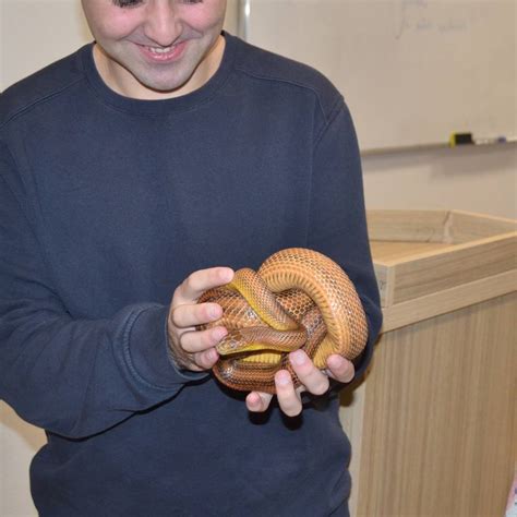 საბუნებისმეტყველო მეცნიერებებისა და საინჟინროს ფაკულტეტი