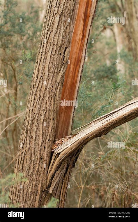 An Australian Tree In The Bush Which Has Split In Half Stock Photo Alamy