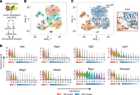 Rna Velocity Analysis Of Sp And Non Sp Populations A Schematic Of