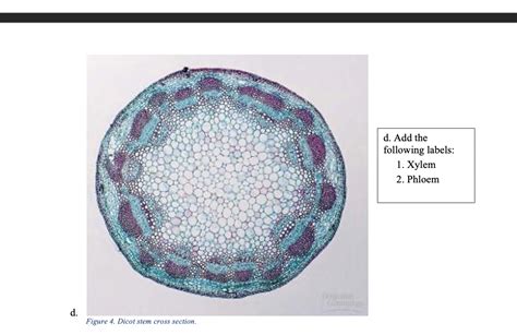 Solved Label Each Of The Following Micrographs With The Chegg