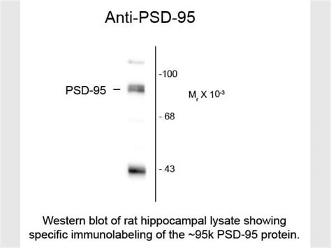 Psd95 Antibody 612 401 E19 Rockland