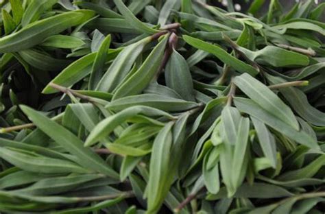 山菜的功效与作用 营养价值 食用禁忌 适用人群 选购技巧 大厨艺