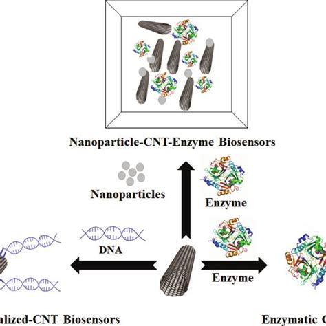 Schematic Illustration Of Cnt Based Biosensors Download Scientific