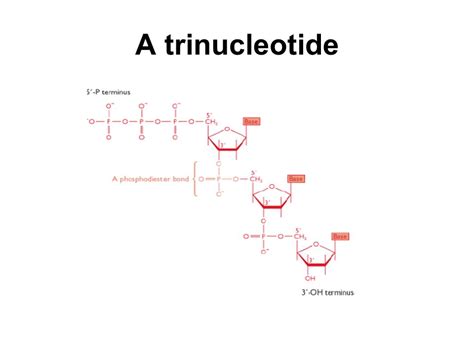 Molecular Biology An Introduction To Dna Structure Ppt Download