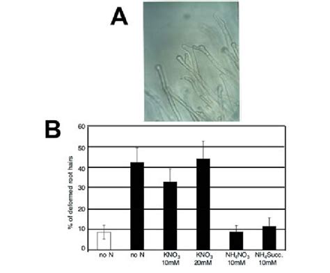 Root Hair Deformation Analysis A Root Hair Deformation Of Wildtype