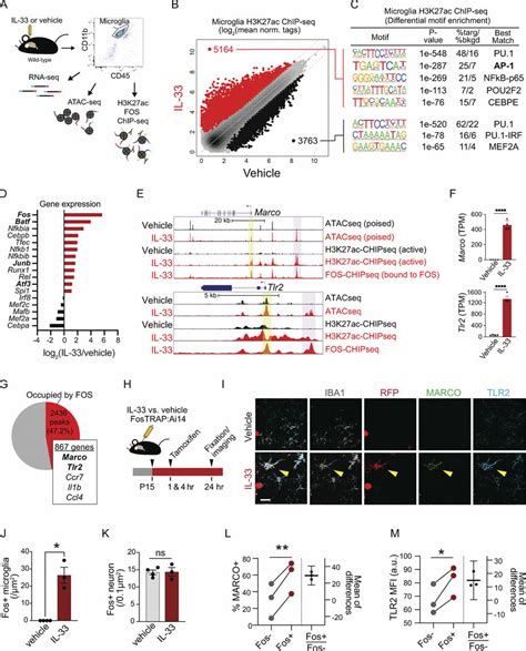 Ap 1fos Activation Drives Pattern Recognition Receptor Expression In