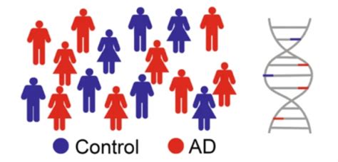 Sex Differences Archives Baylor College Of Medicine Blog Network